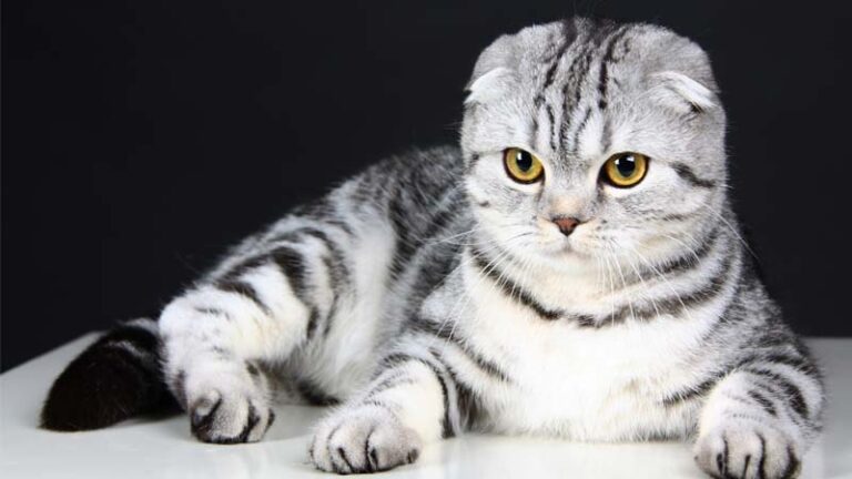 Daftar Harga Kucing Scottish Fold [month] [year] – Hargaria
